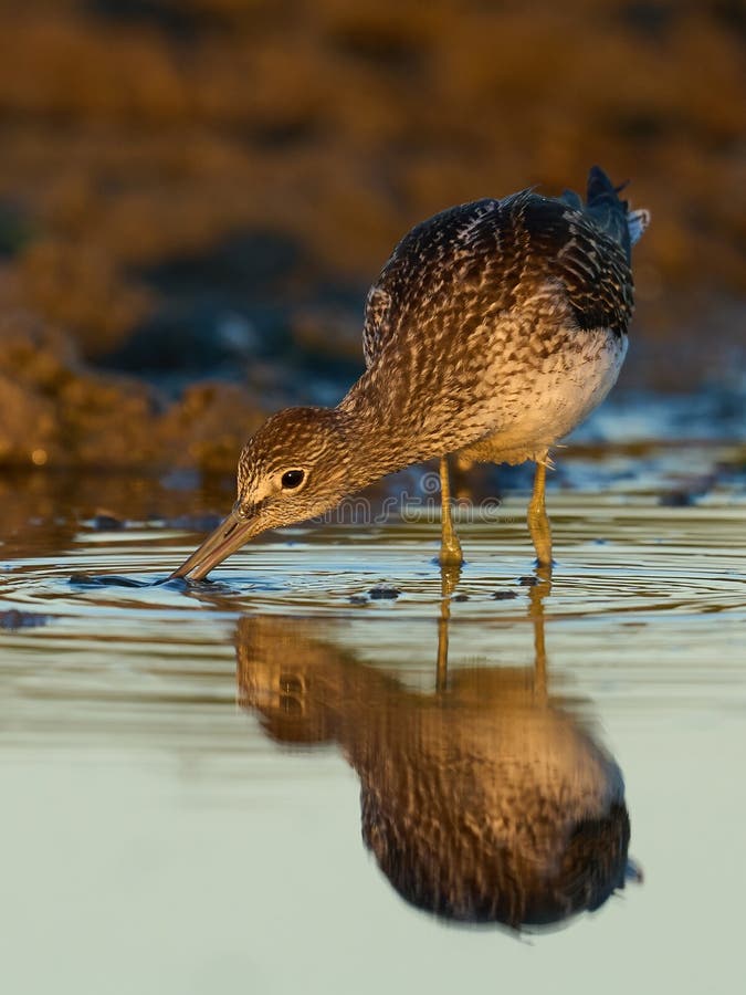Common Greenshank Tringa Nebularia Stock Photo - Image of environment ...
