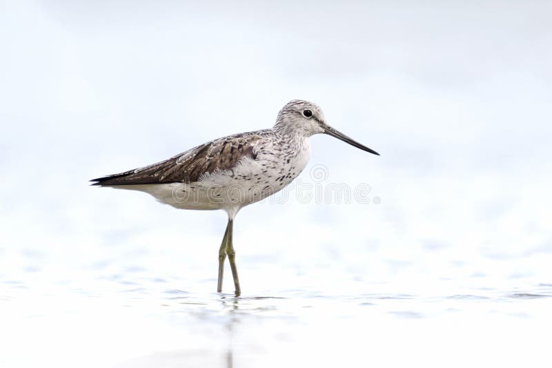 Common Greenshank (tringa Nebularia) Stock Photo - Image of tringa ...
