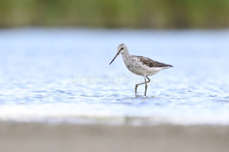 Common Greenshank (tringa Nebularia) Stock Image - Image of wilderness ...