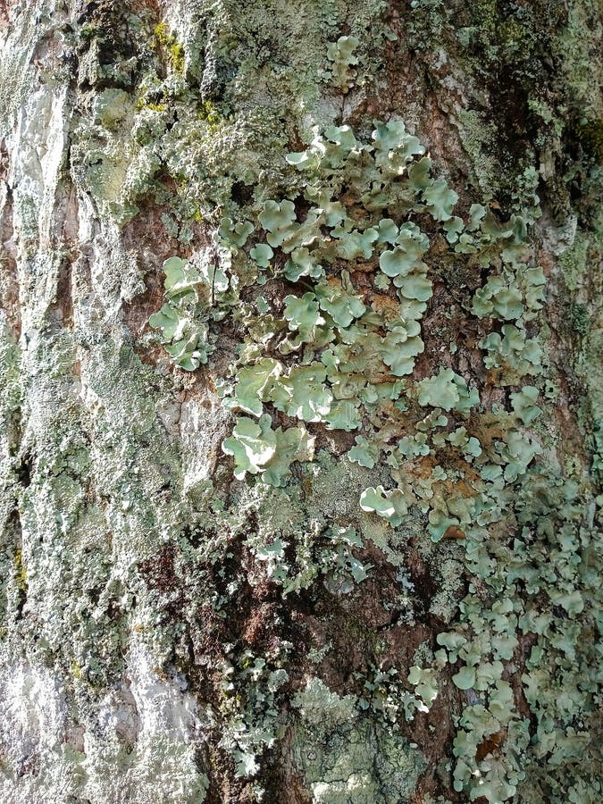 The Common Greenshield Lichen Stock Photo - Image of progress, outdoors ...