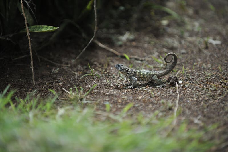 Common grey lizard. stock image. Image of natural, green - 63190725