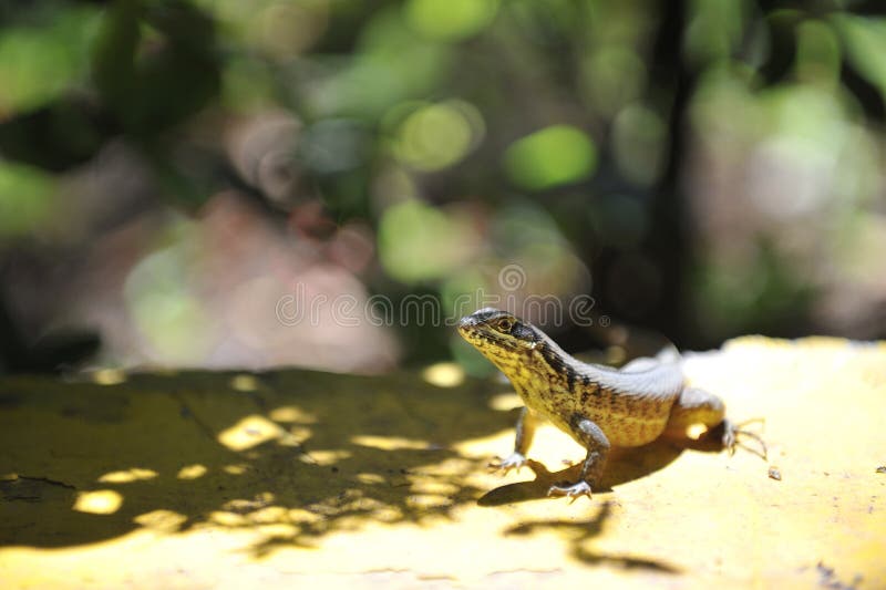 Common grey lizard. stock image. Image of rock, green - 63191175