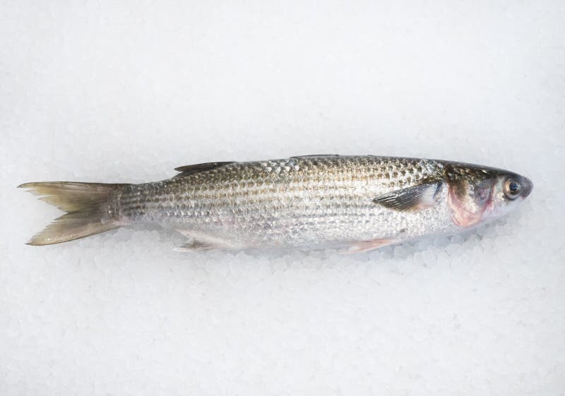 Common grey mullet fish stock image. Image of meat, colorful - 111156247