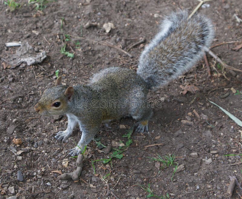 Close Up of Common Grey Squirrel Standing on Rough Ground Stock Photo ...