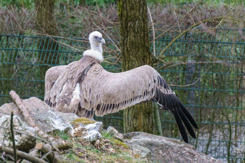 Common Griffon Spreading His Wings Stock Photo - Image of pyrenees ...