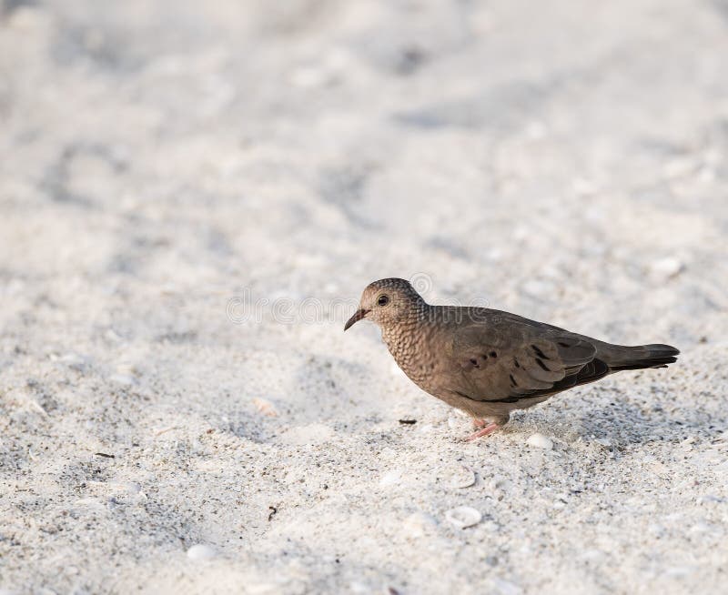 Common Ground-Dove on Beach and Sand in Mexico Stock Image - Image of ...