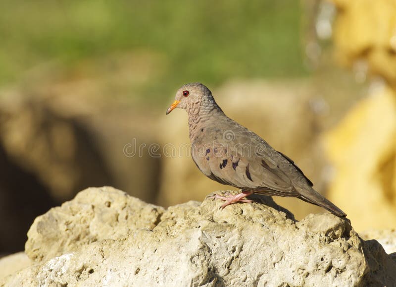 Common Ground Dove, Columbina Passerina Stock Image - Image of ...