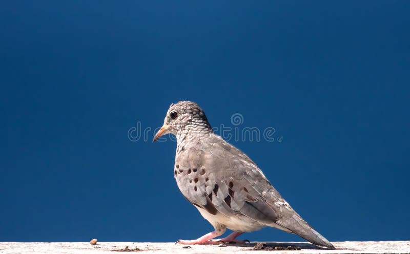 Common Ground Dove stock image. Image of dutch, bird - 36436971