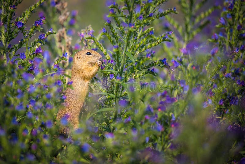 Common Ground stock photo. Image of furry, nature, background - 36382068