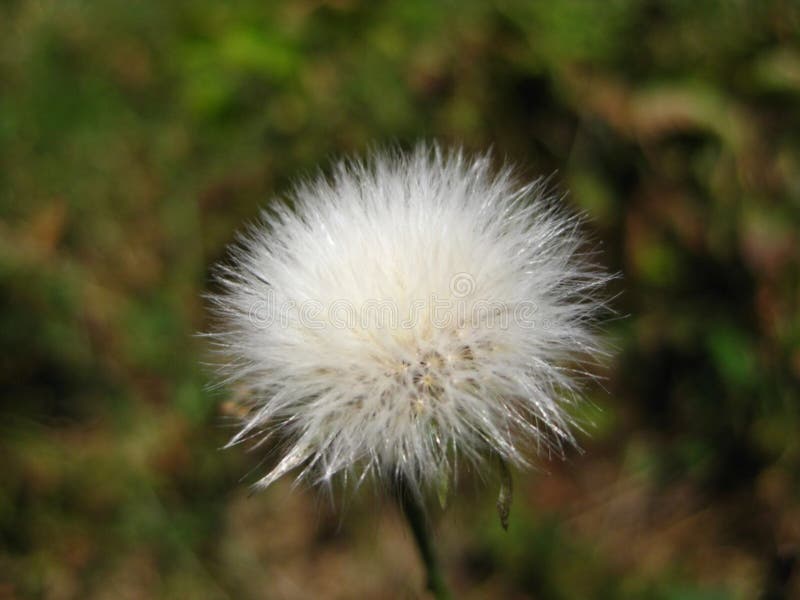 Common-groundsel Picture. Image: 87853788