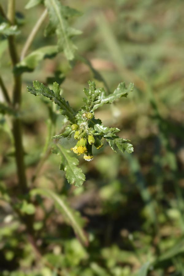 Common groundsel stock image. Image of flowers, spring - 342016221