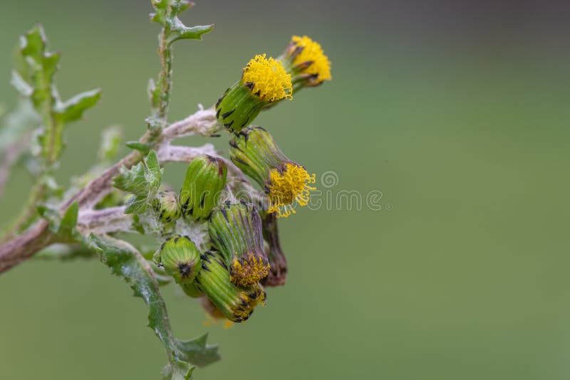 Common Groundsel Senecio Vulgaris Stock Image - Image of flowering ...