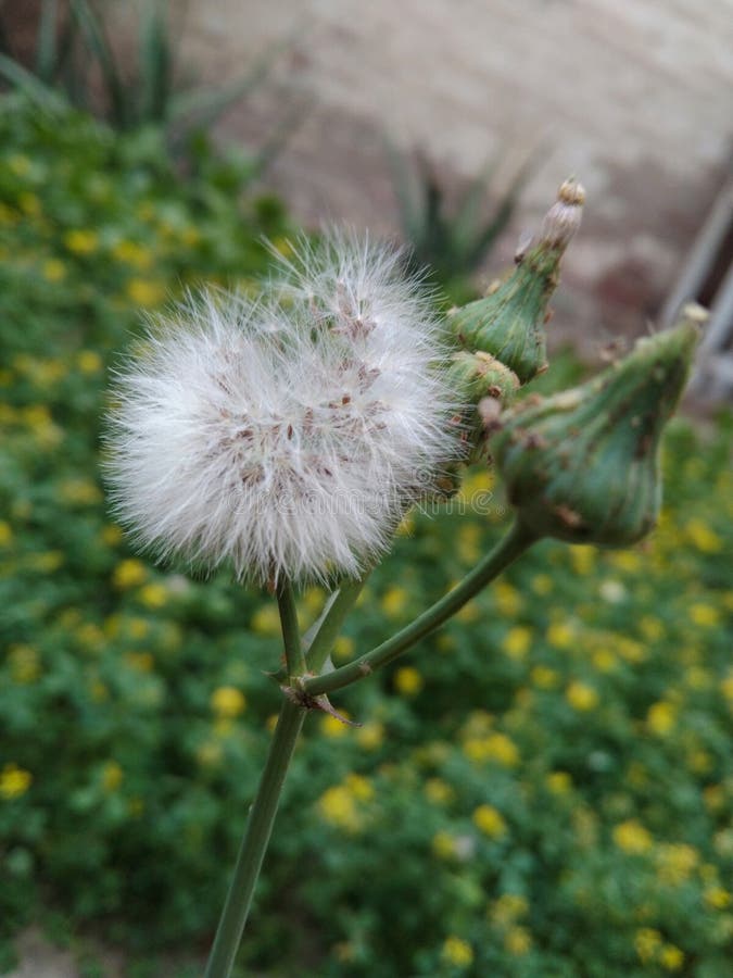 Common groundsel stock photo. Image of vulgaris, common - 272154824