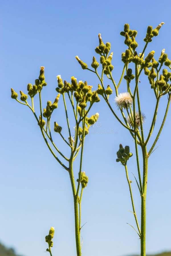 Common Groundsel or Senecio Vulgaris in Wild, Belarus Stock Image ...