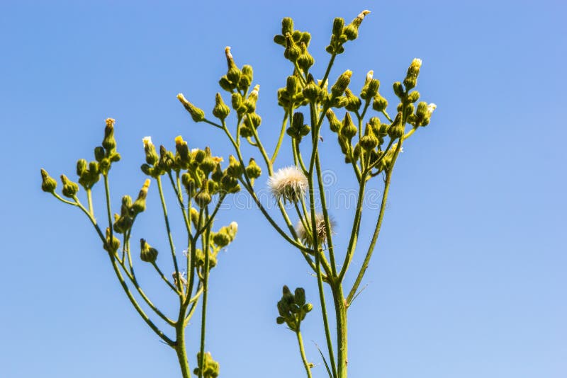 Common Groundsel or Senecio Vulgaris in Wild, Belarus Stock Image ...