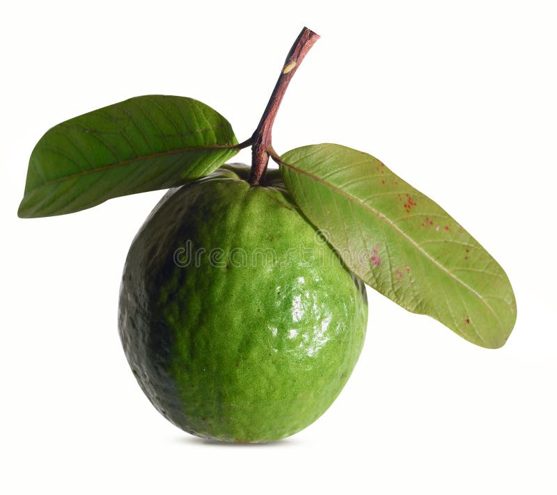 Common Guava Fruit Tree Tropical Fruit in Isolated White Background ...