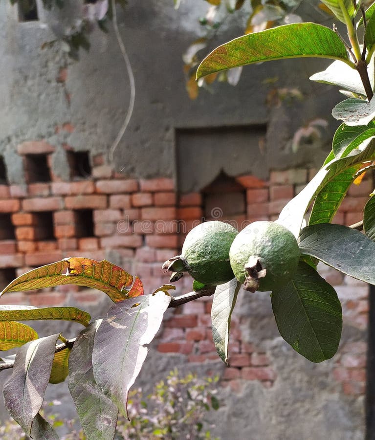 Common guava in garth stock photo. Image of plantation - 240430210