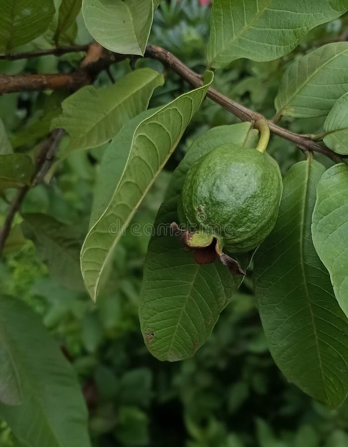 Common Guava in Plant in Garden Stock Image - Image of plant, food ...