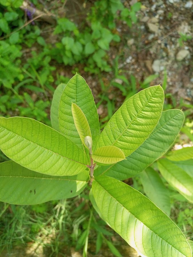 Common Guava Tree in Garden Stock Photo - Image of psidium, tree: 252689418