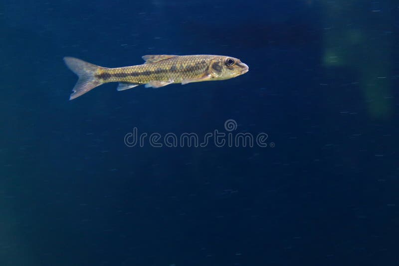Common gudgeon stock photo. Image of fish, floating - 380268662