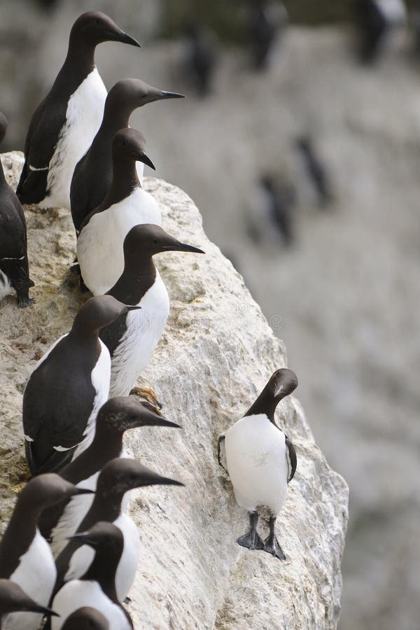 Common Guillemot stock photo. Image of guillemot, rock - 5400678