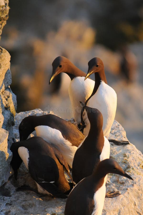 Common Guillemot stock photo. Image of guillemot, rock - 5400678