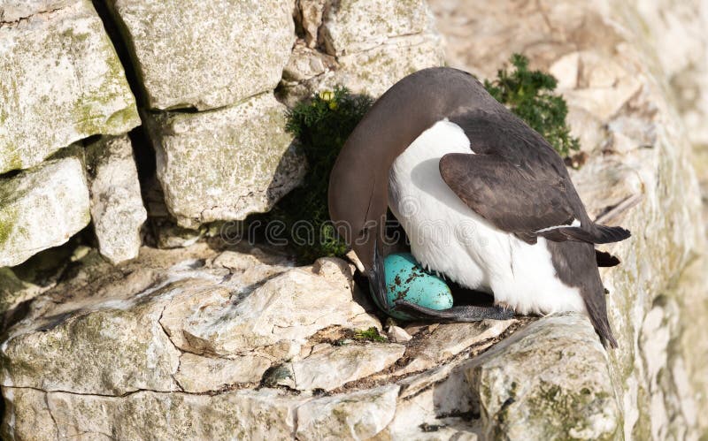 Common Guillemot Nesting and Protecting Its Egg on a Sea Cliff Stock ...