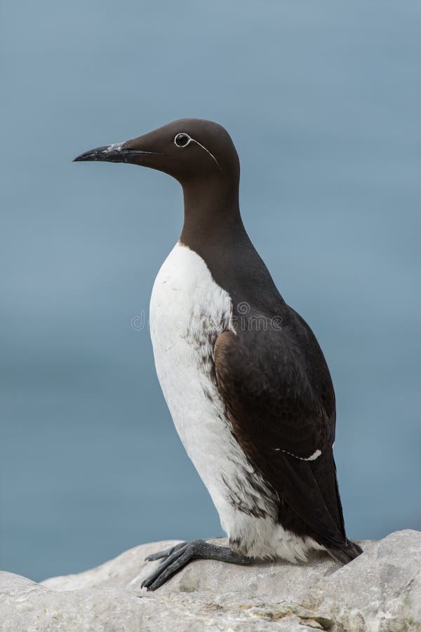 Common Guillemot stock photo. Image of guillemot, rock - 5400678