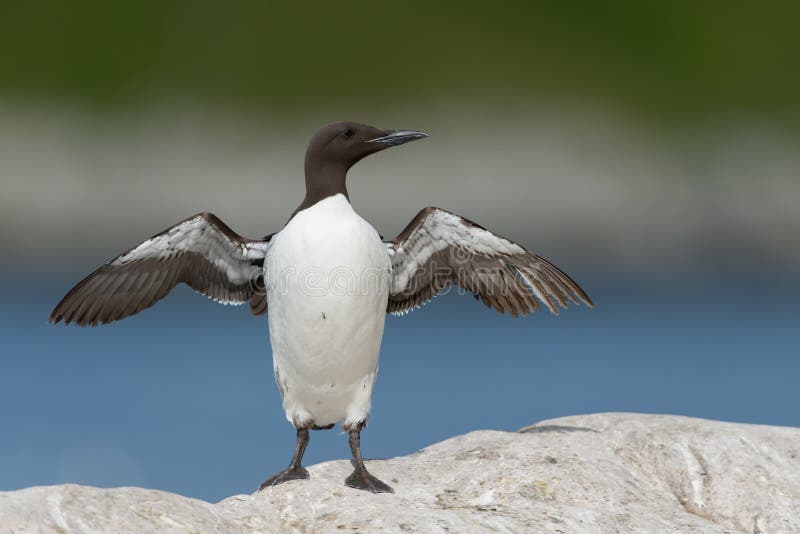 Common Guillemot stock image. Image of animal, rock, aalge - 34190367