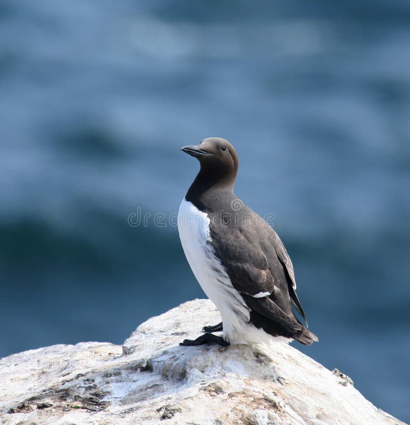 Common Guillemot stock photo. Image of guillemot, rock - 5400678