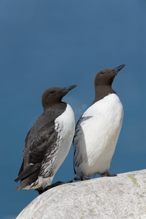 Common Guillemot stock photo. Image of guillemot, rock - 5400678