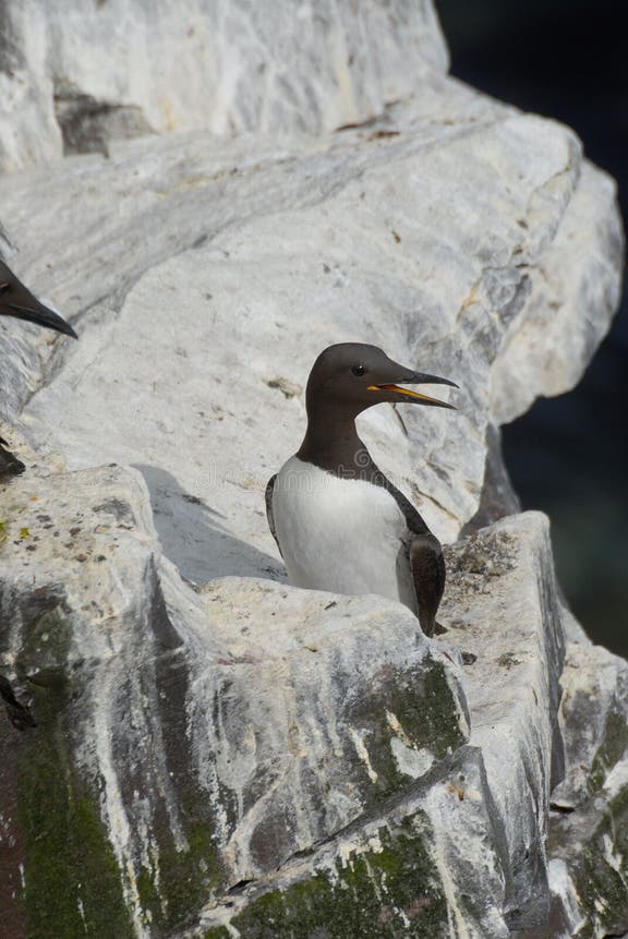 Common Guillemot (Uria Aalgae) in Hellnar Cliffs, Iceland Stock Photo ...