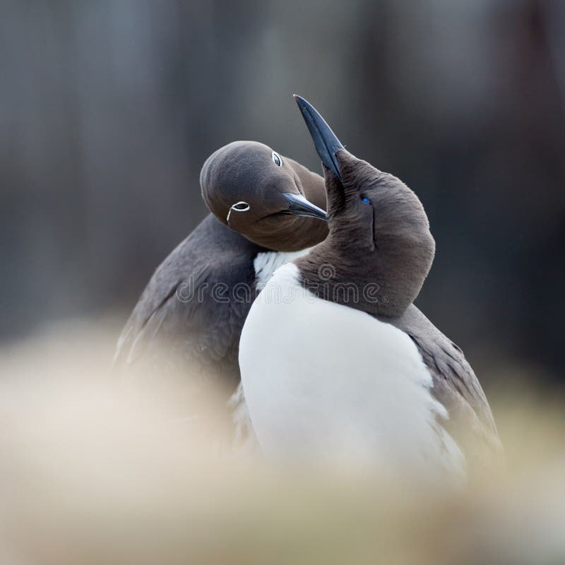 Common Guillemot, Uria Aalge Stock Image - Image of fauna, animal: 31809743