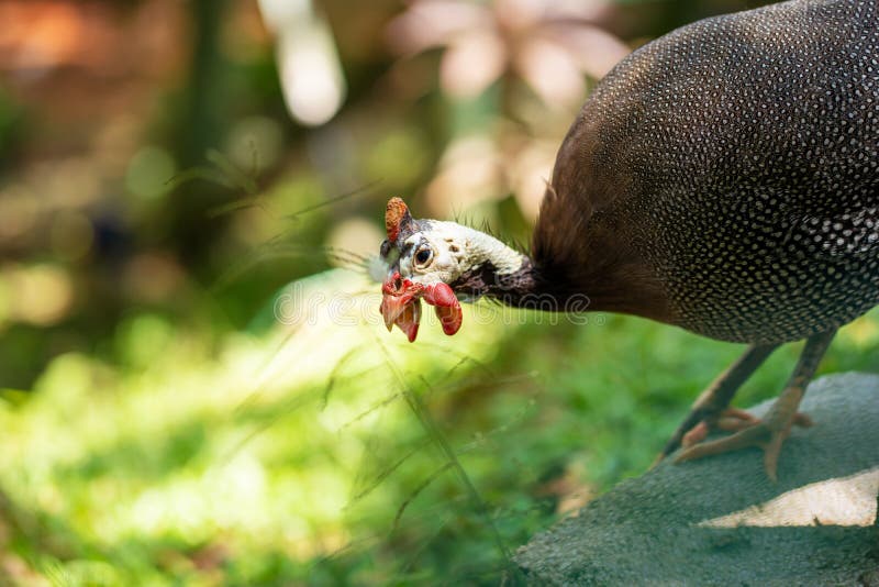 Common Guinea Fowl Walking in City Park Stock Photo - Image of black ...
