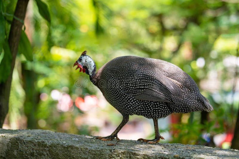 Common Guinea Fowl Walking in City Park Stock Image - Image of closeup ...