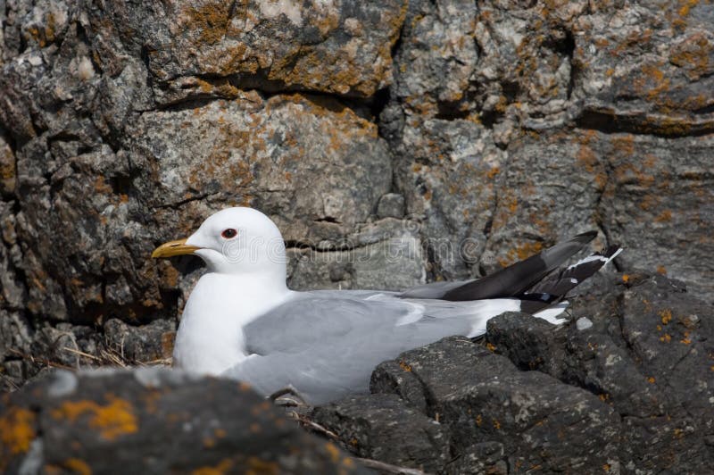 Common gull stock photo. Image of nature, ocean, laridae - 15624142