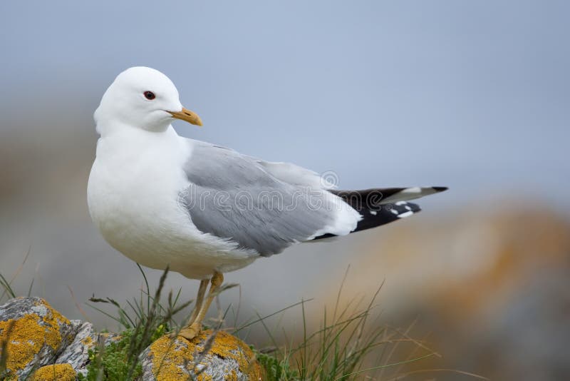 Common Gull stock photo. Image of looks, abundant, version - 100062230
