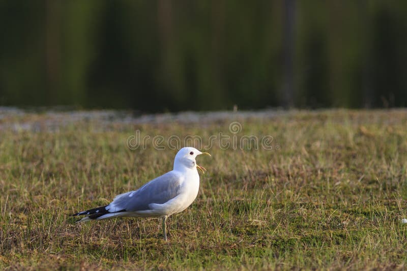 Common Gull stock photo. Image of canus, wild, tongue - 28586656