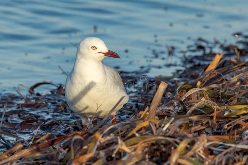 Silver Gull in South Australia Stock Photo - Image of endangered, gull ...