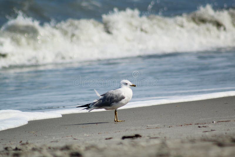 Common Gull Bird on Beach with Wave Crashing Stock Photo - Image of ...