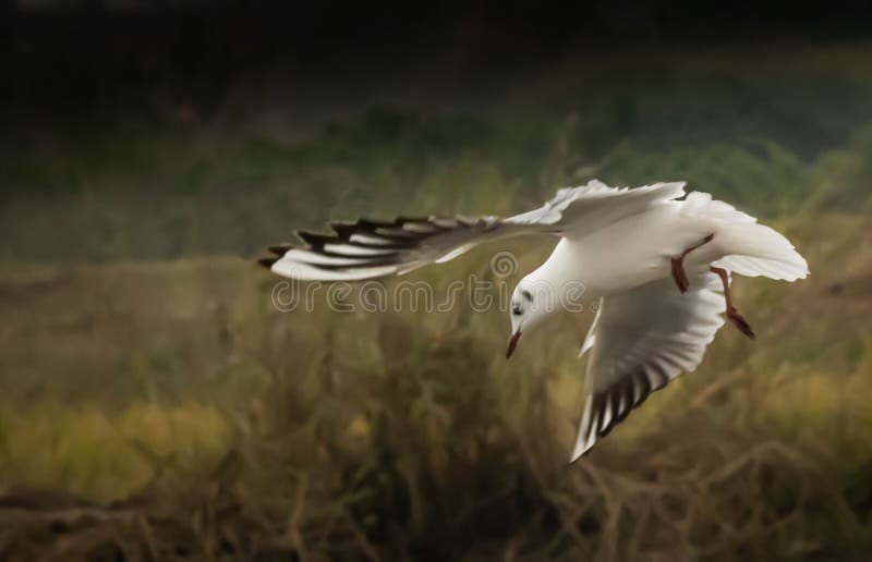 Common Gull Bird Also Known As Mew Gull. Stock Image - Image of flying ...