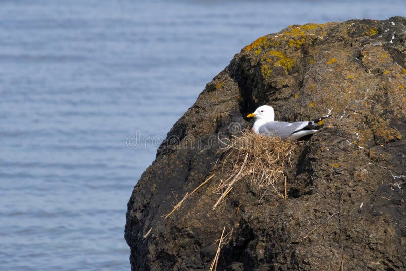 Common Gull Brooding. Cool Choice for Nest Place Stock Photo - Image of ...