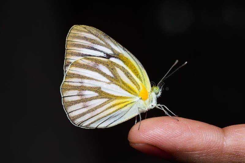 176 Common Gull Butterfly Photos - Free & Royalty-Free Stock Photos ...