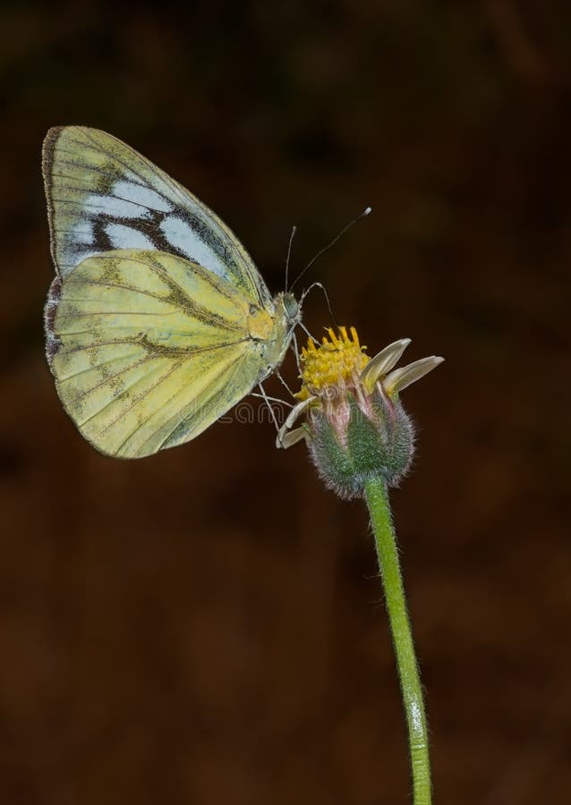 Common Gull Butterfly stock photo. Image of perched - 102949386