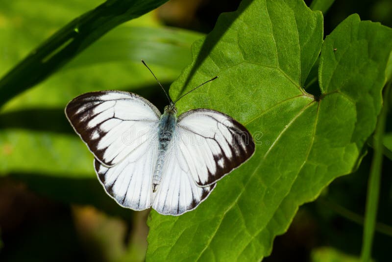 Common Gull butterfly stock photo. Image of black, glide - 32308196