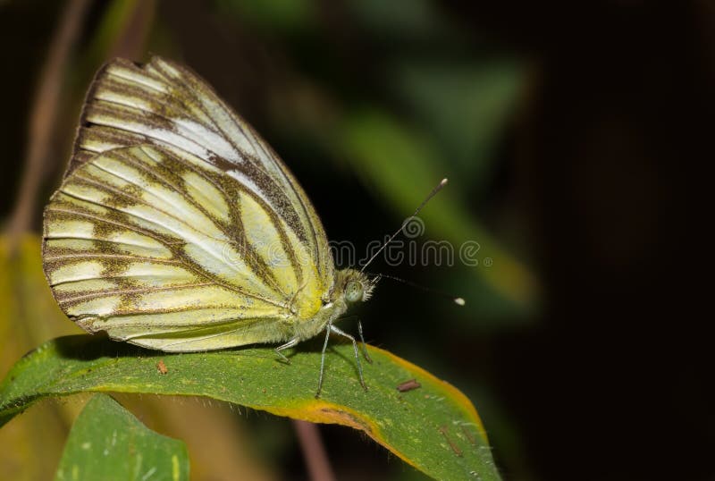 A Common Gull Butterfly stock image. Image of detail - 80678689