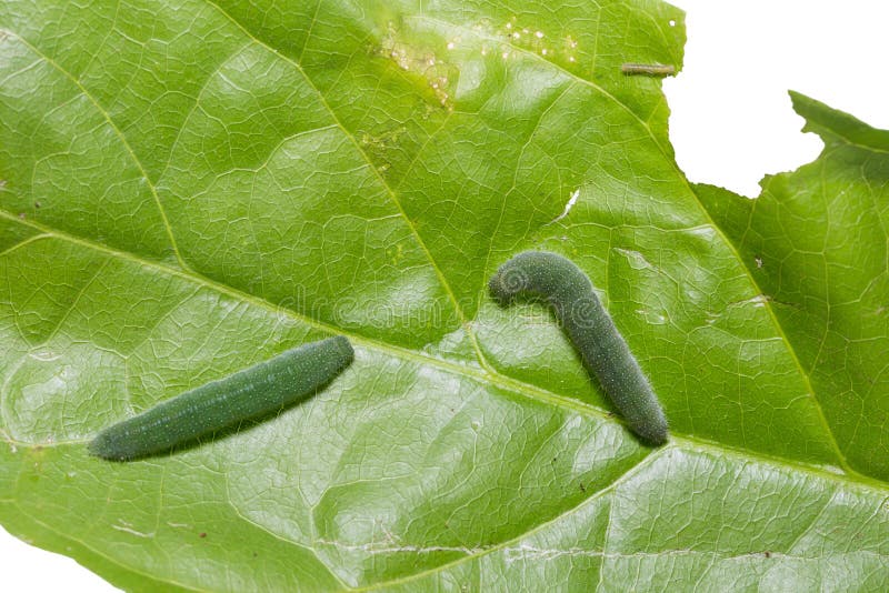 Common Gull caterpillars stock photo. Image of entomology - 83029522
