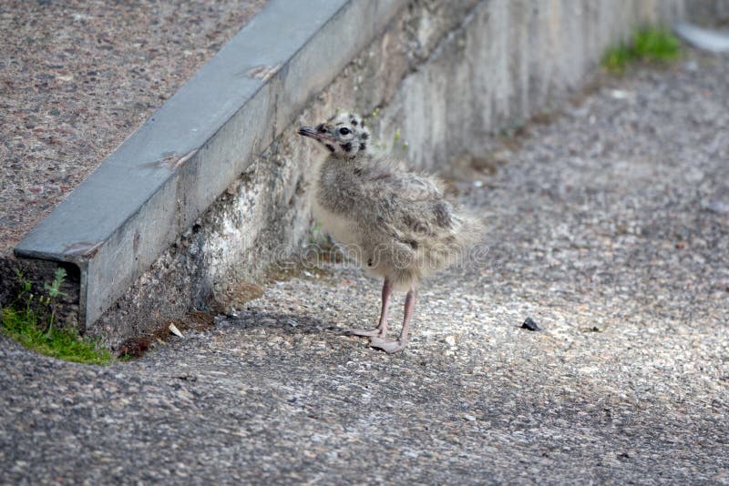 Common gull on the road stock photo. Image of fish, canus - 98911480