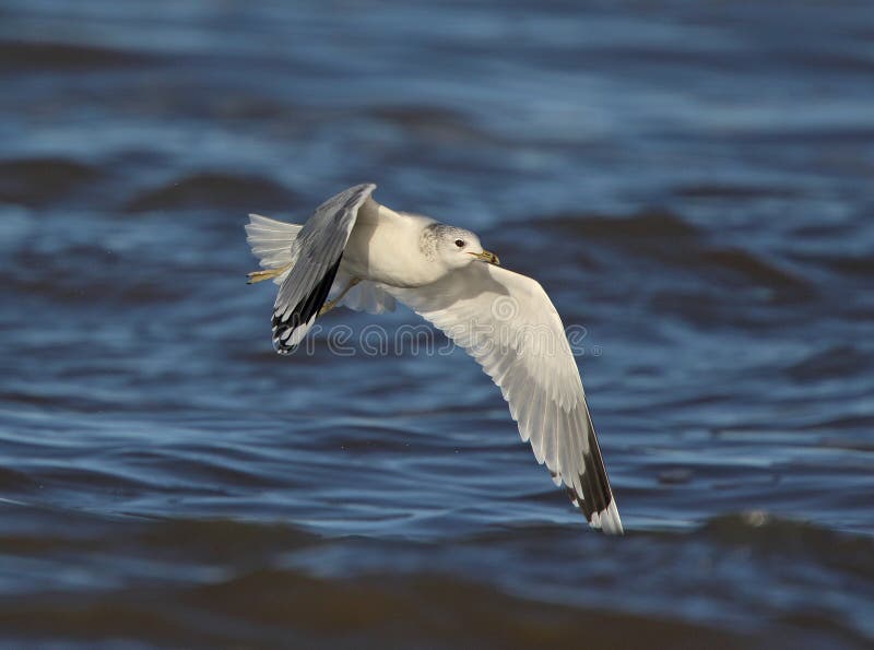 Common Gull stock image. Image of ocean, freedom, winter - 65660787