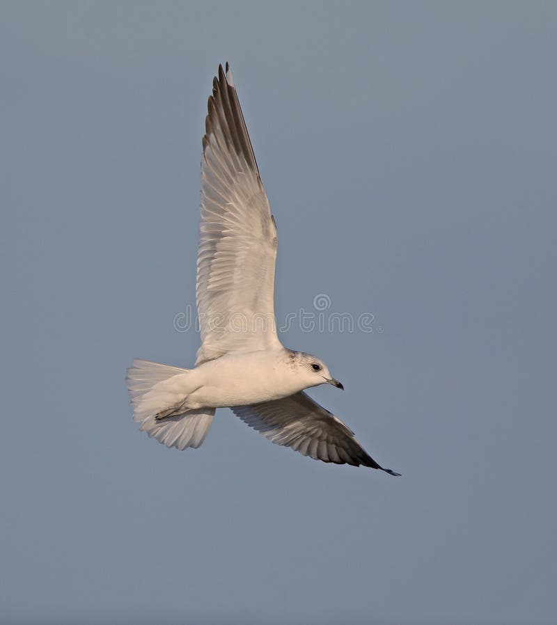 Common Gull stock image. Image of laridae, bird, common - 65660885